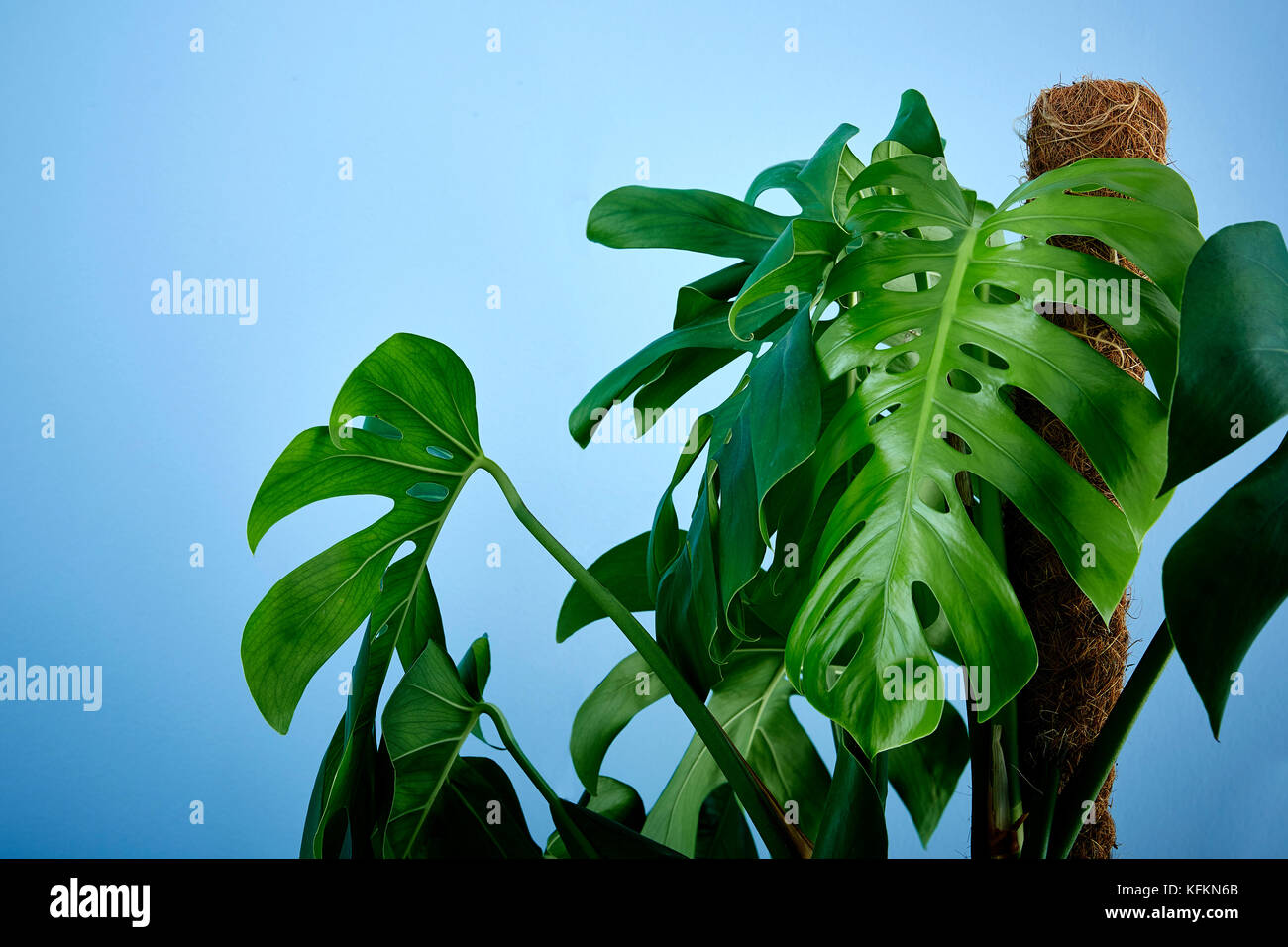 Monstera plant hi-res stock photography and images - Alamy