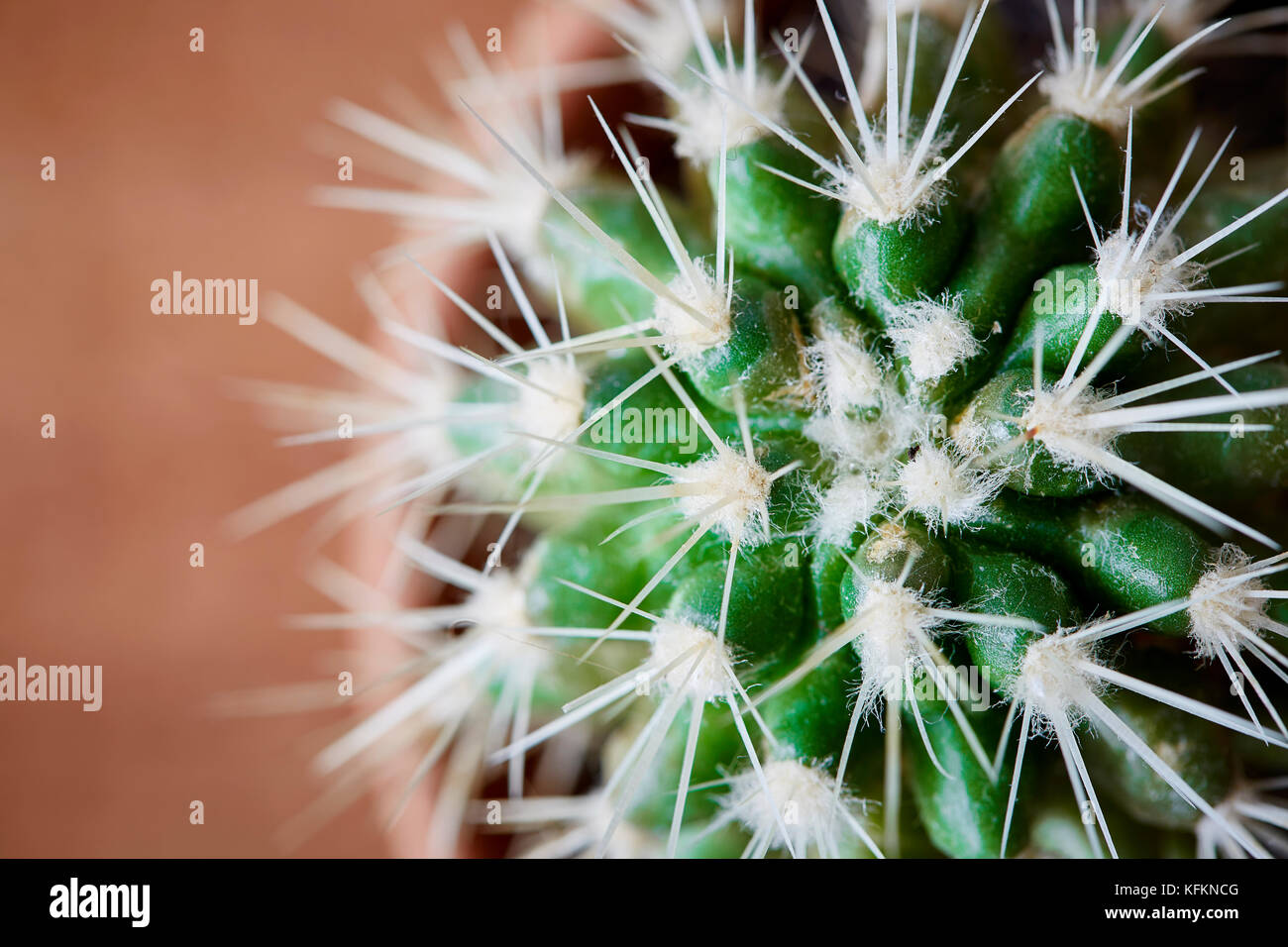 closeup of cacti prickles Stock Photo - Alamy