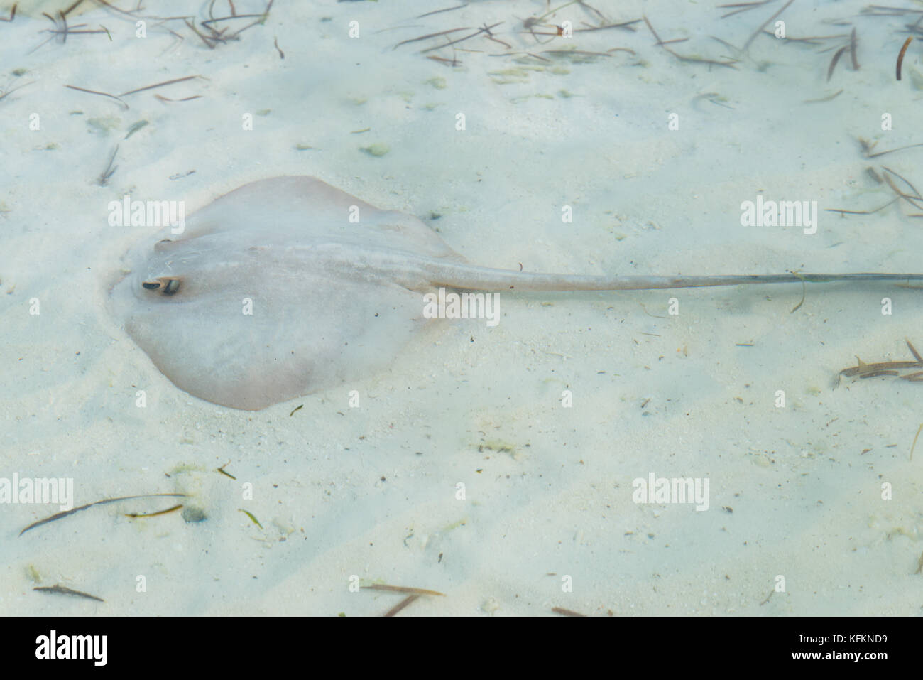 Smallest Stingray In The World