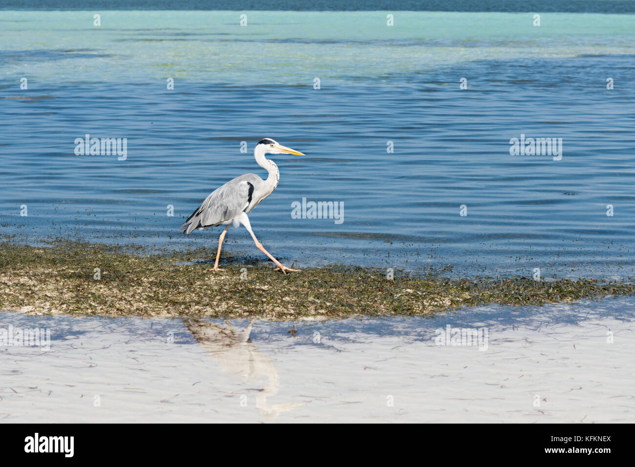 Bird maldives hi-res stock photography and images - Alamy