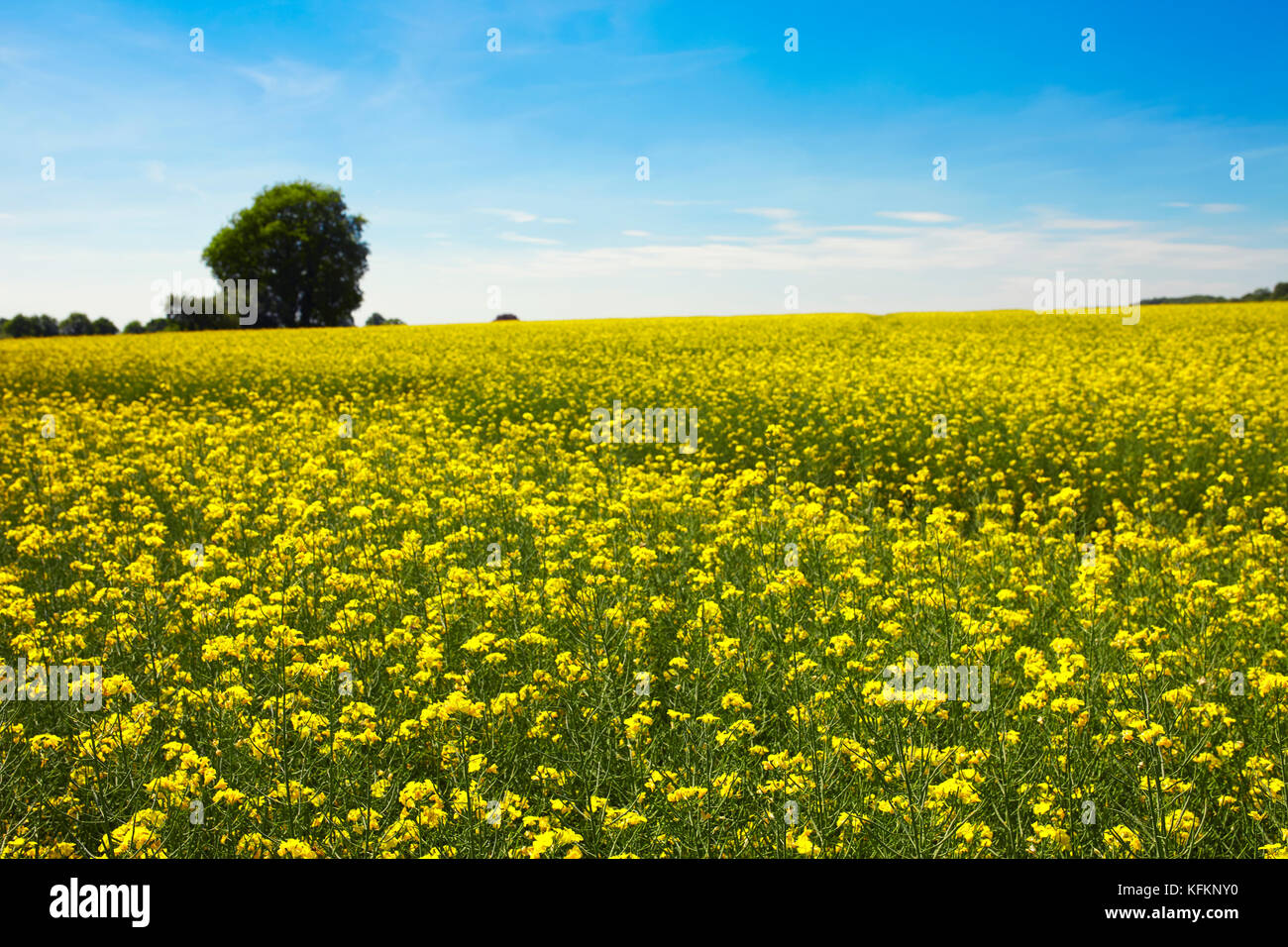 field of yellow plants blue sky and single tree on horizon Stock Photo ...