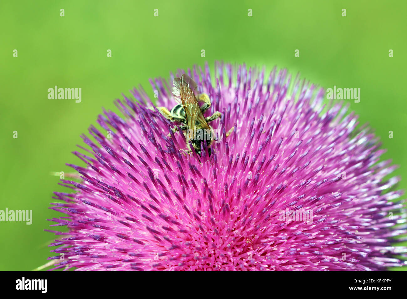 bee collects nectar on purple flower Stock Photo - Alamy