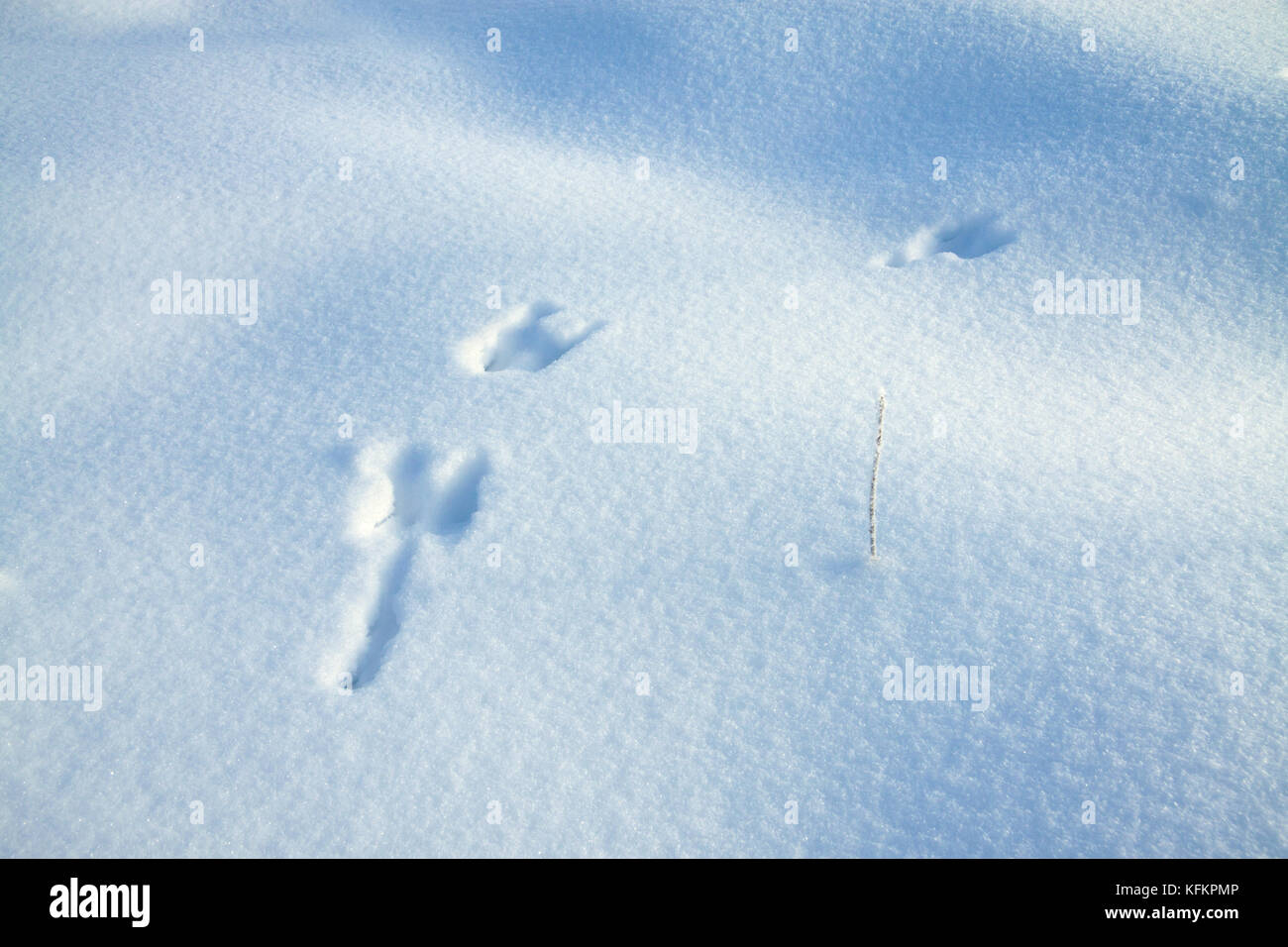 on snow footprints of a hare. hare tracks on winter snow, wildlife ...