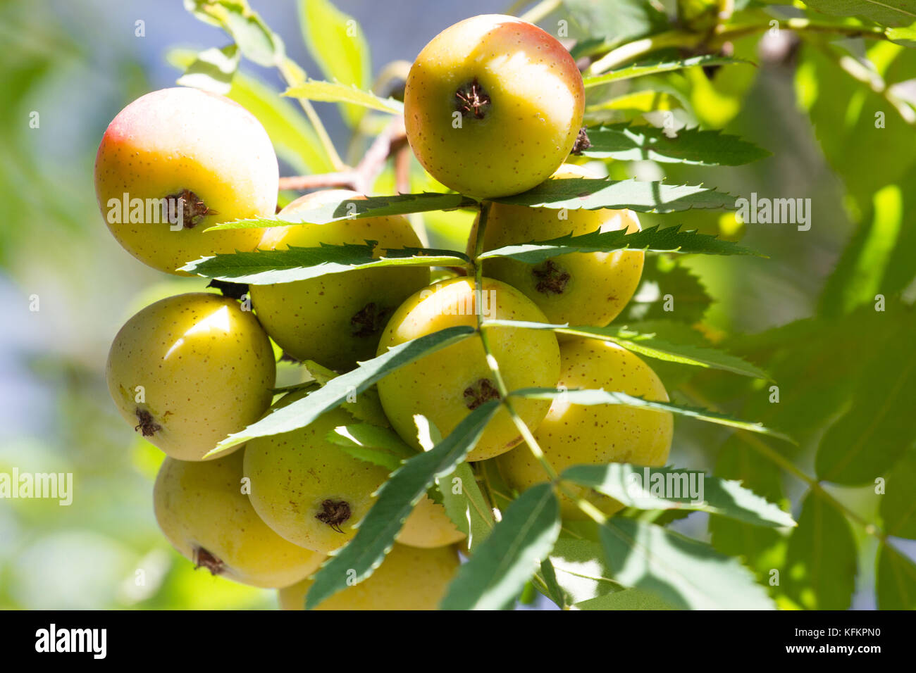 Sorbus domestica fruits. Rowanberry fruit. Service tree Stock Photo - Alamy