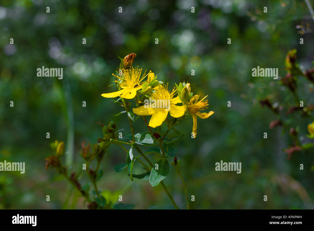 Perforate St John s wort. Hypericum perforatum macro flowering plant ...