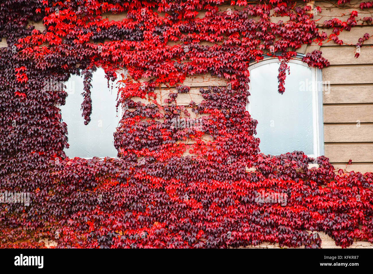 building with white windows and red ivy around it Stock Photo - Alamy