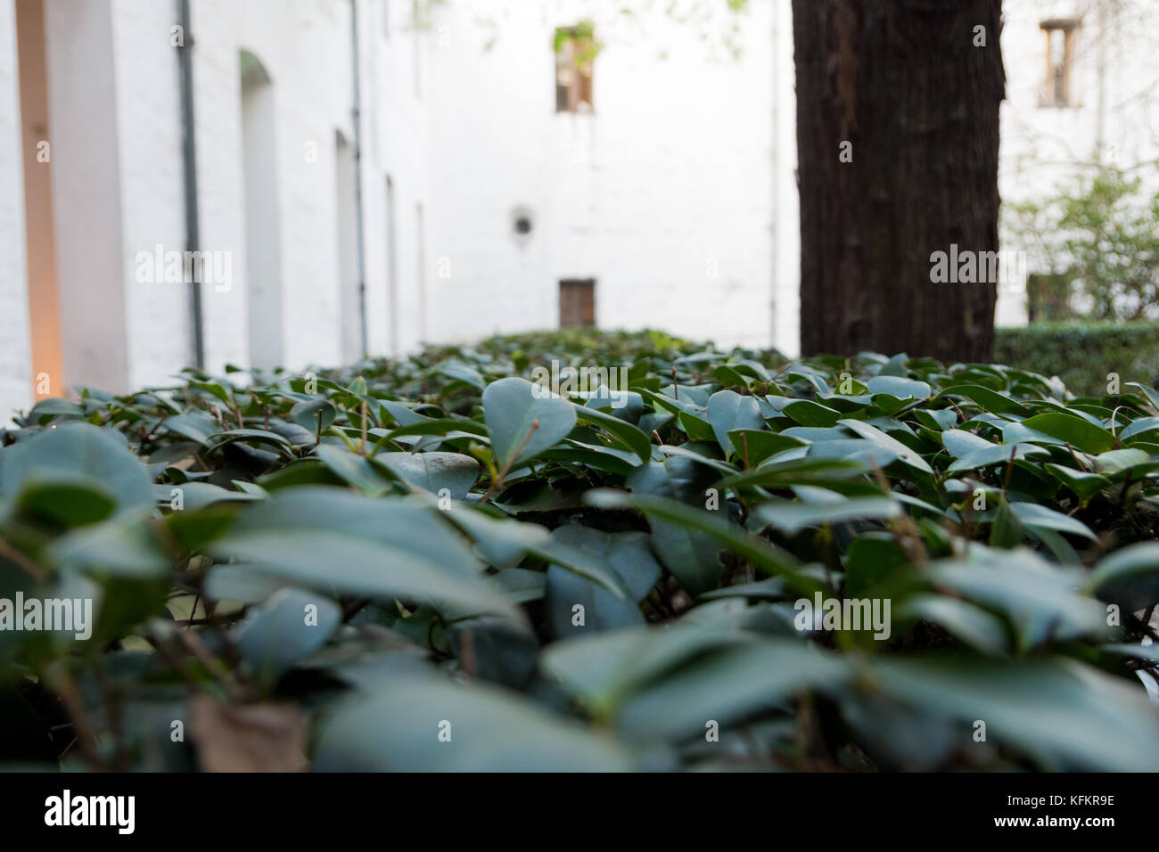 Path of leaves Stock Photo - Alamy