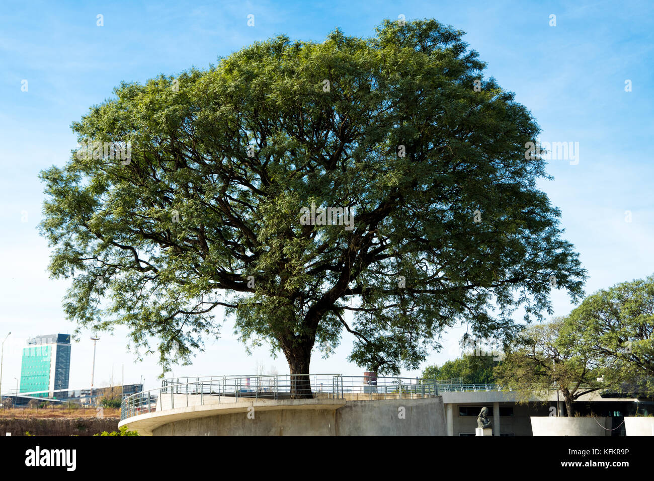 A lonely tree Stock Photo - Alamy