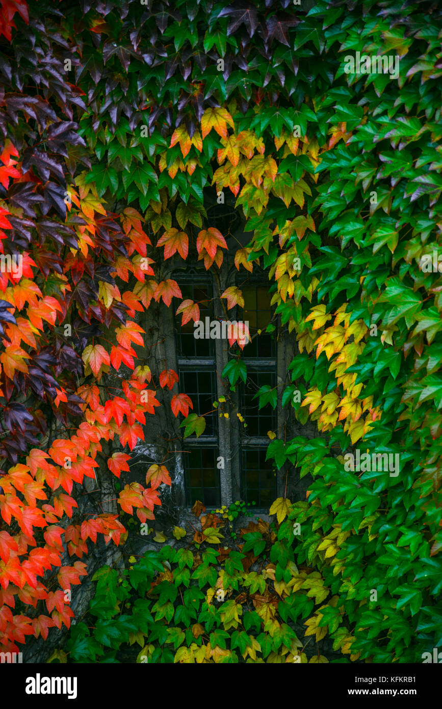 Vine around window hi-res stock photography and images - Alamy