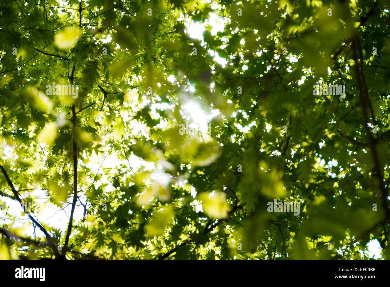 Sunlight through the leaves Stock Photo - Alamy
