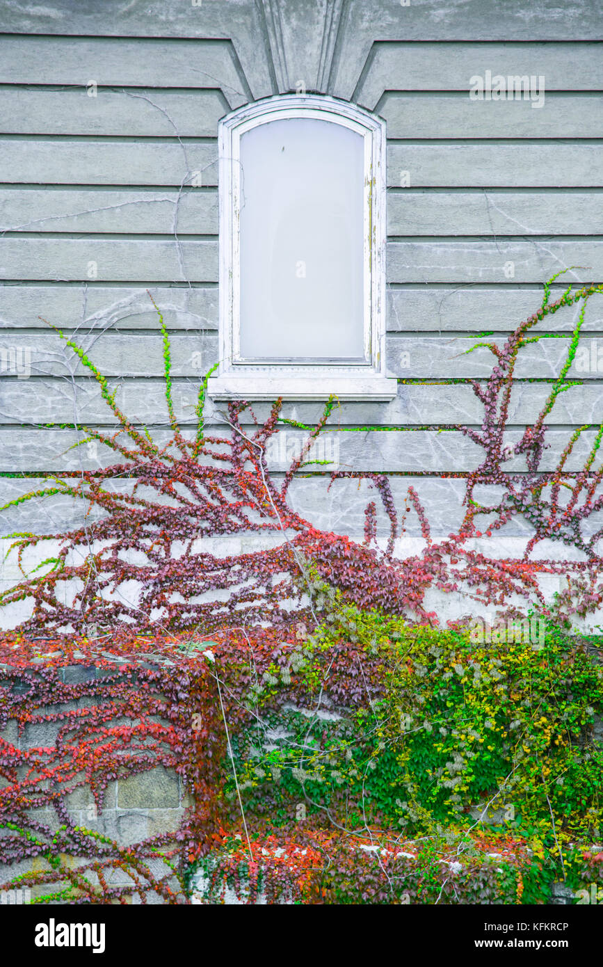 Vine around window hi-res stock photography and images - Alamy