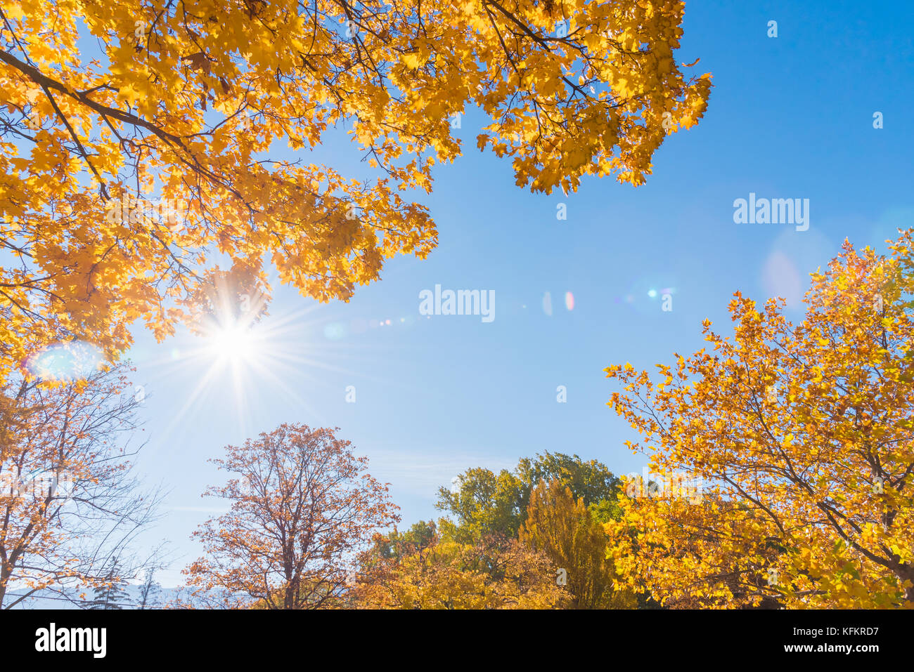 Maple leaf sunburst hi-res stock photography and images - Alamy