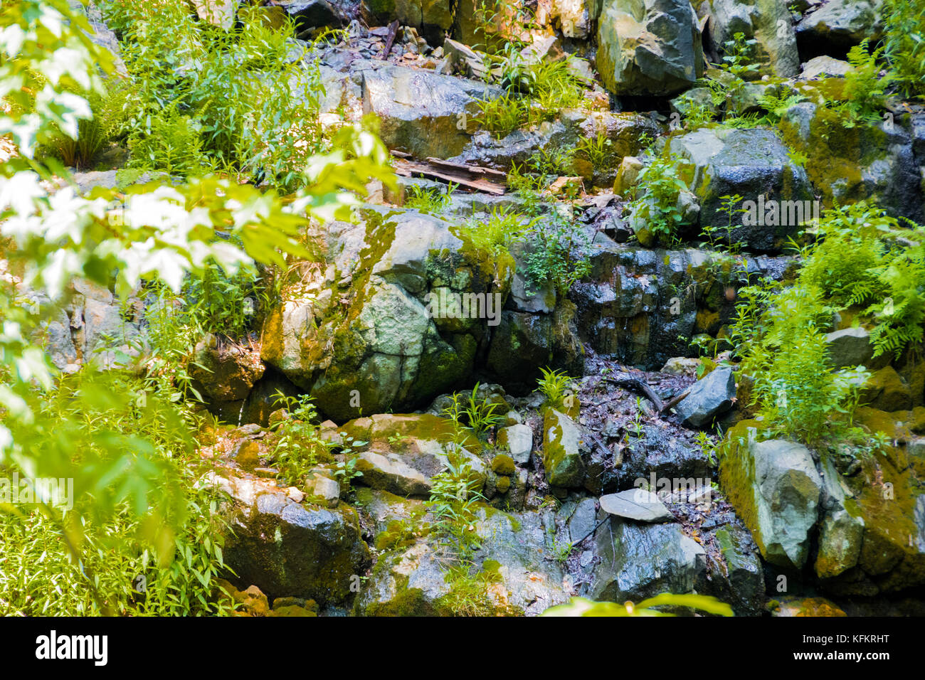 Wall of rocks with lots of leaves Stock Photo - Alamy