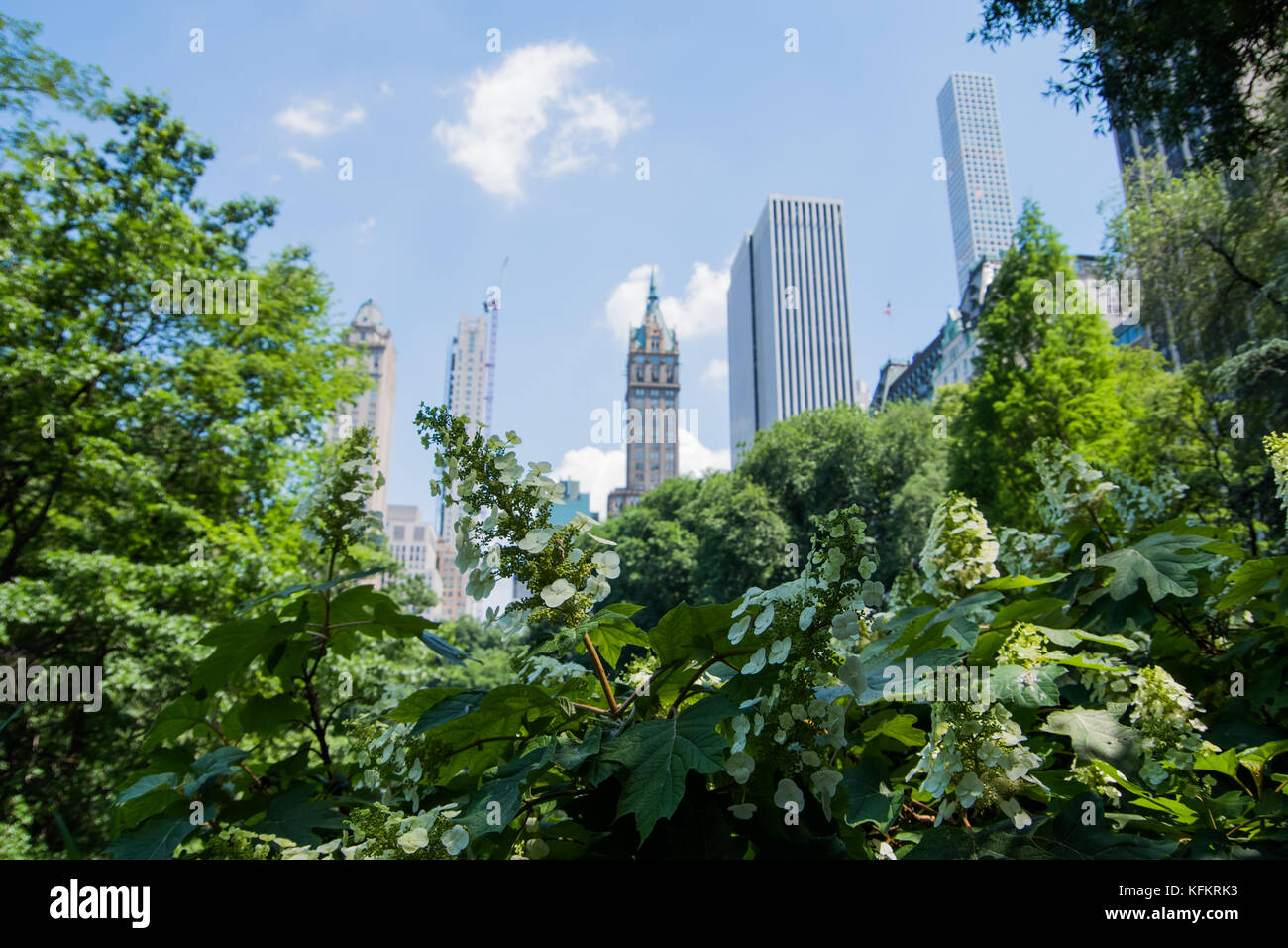 Manhattan skyline behind beautiful trees Stock Photo - Alamy