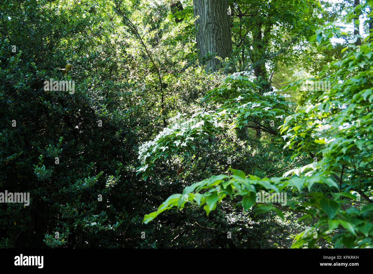 Hojas arboles vegetacion hi-res stock photography and images - Alamy