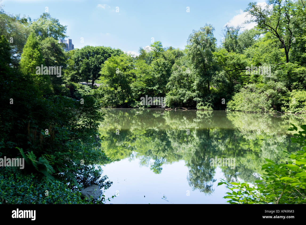 Forest surrounding a pond Stock Photo - Alamy
