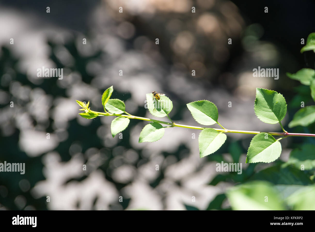 Branch with leaves Stock Photo - Alamy