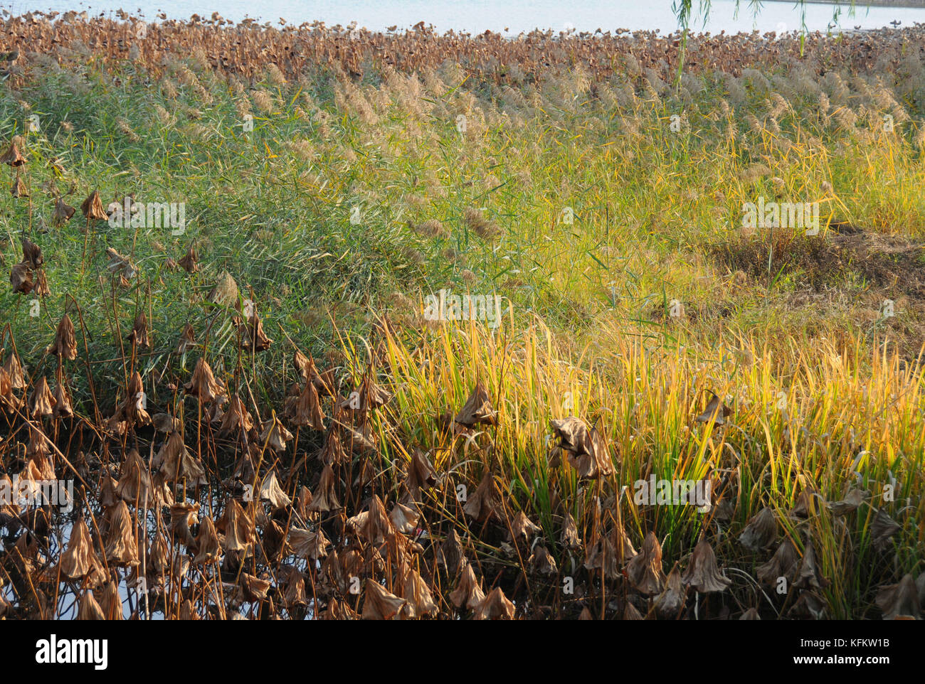 Beijin, Beijin, China. 30th Oct, 2017. Beijing, CHINA-October 2017 ...