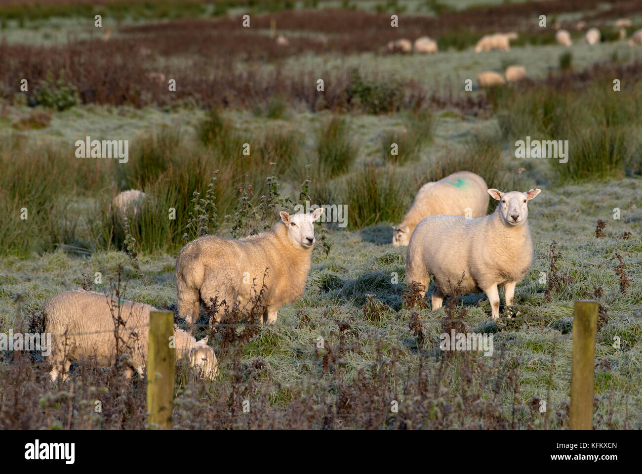 Weather sheep hi-res stock photography and images - Alamy