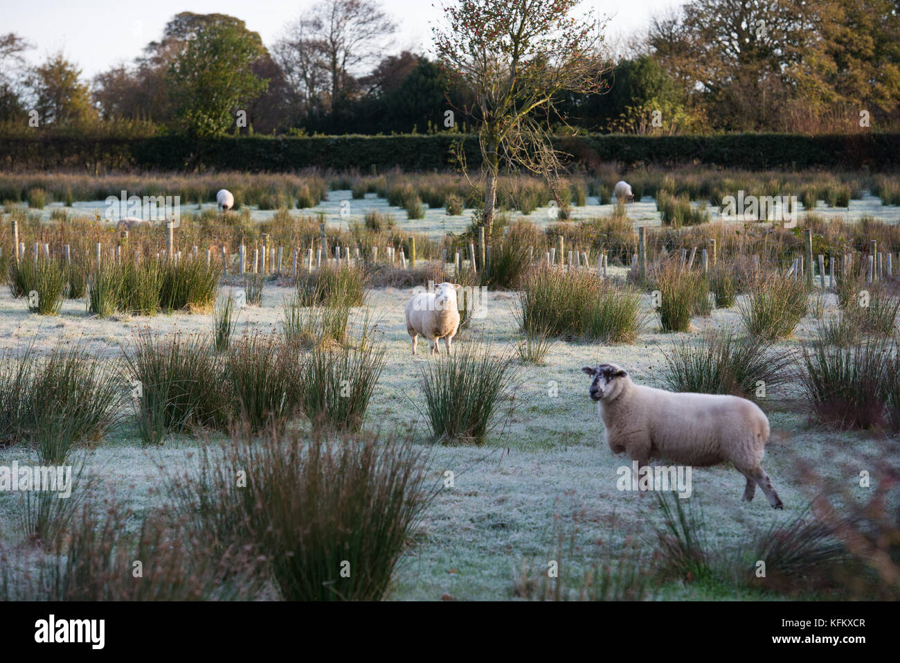Chipping, Preston. 30th Oct, 2017. UK Weather. Sheep in the first frost ...