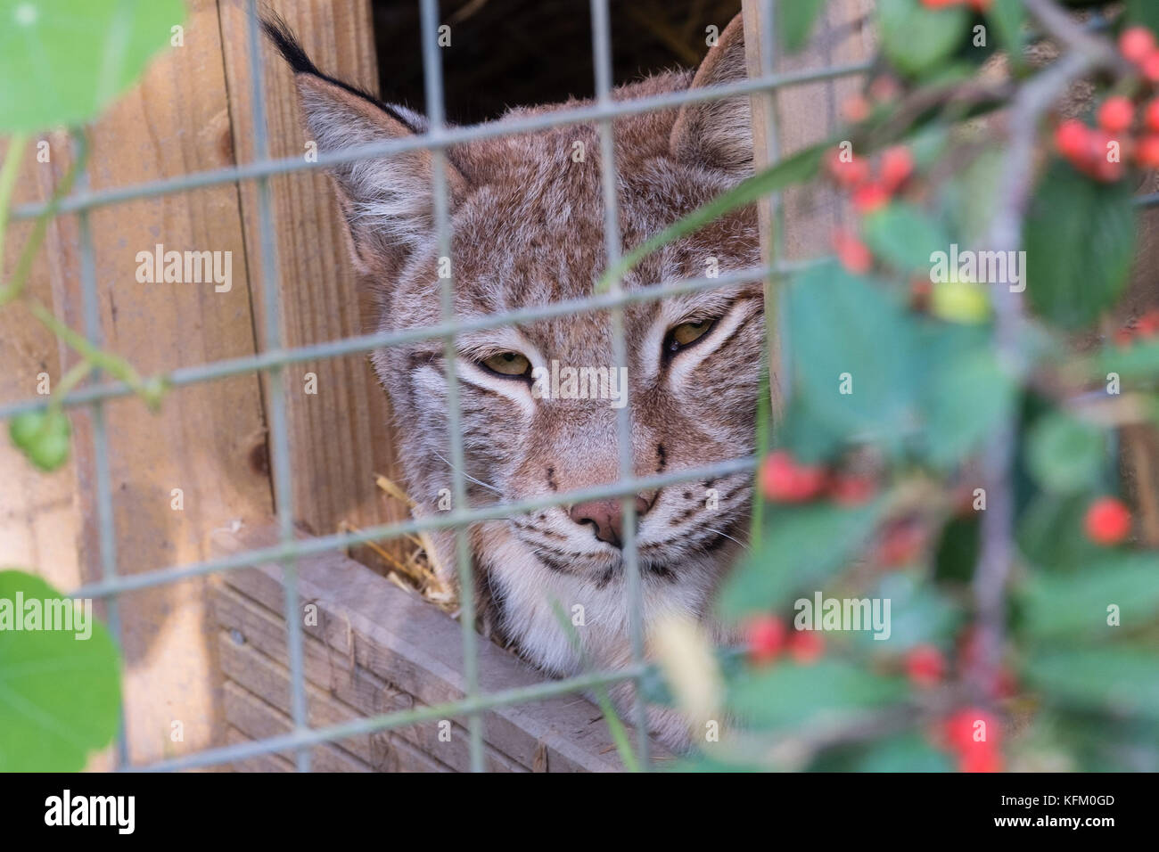 Ceredigon, Wales. 30th Oct, 2017. Borth Wild Animal Kingdom, The search ...