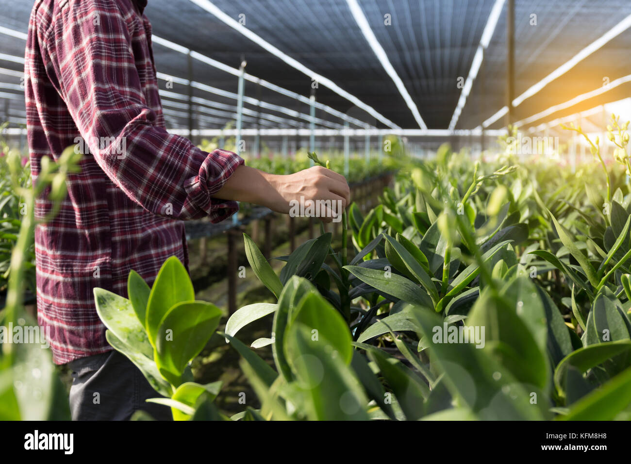 Agricultural activity vintage hi-res stock photography and images - Alamy