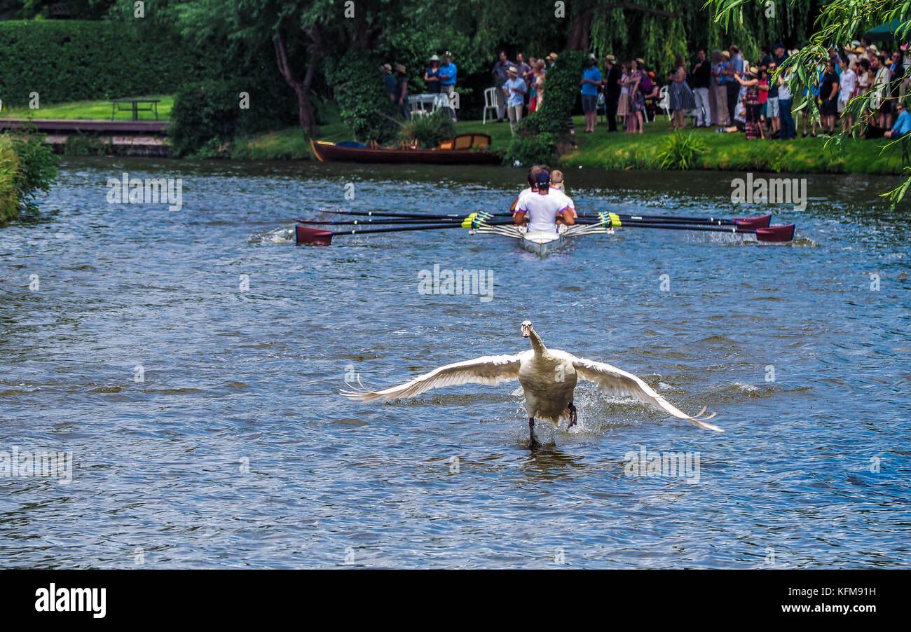 Swan taking off during a rowing race Stock Photo - Alamy