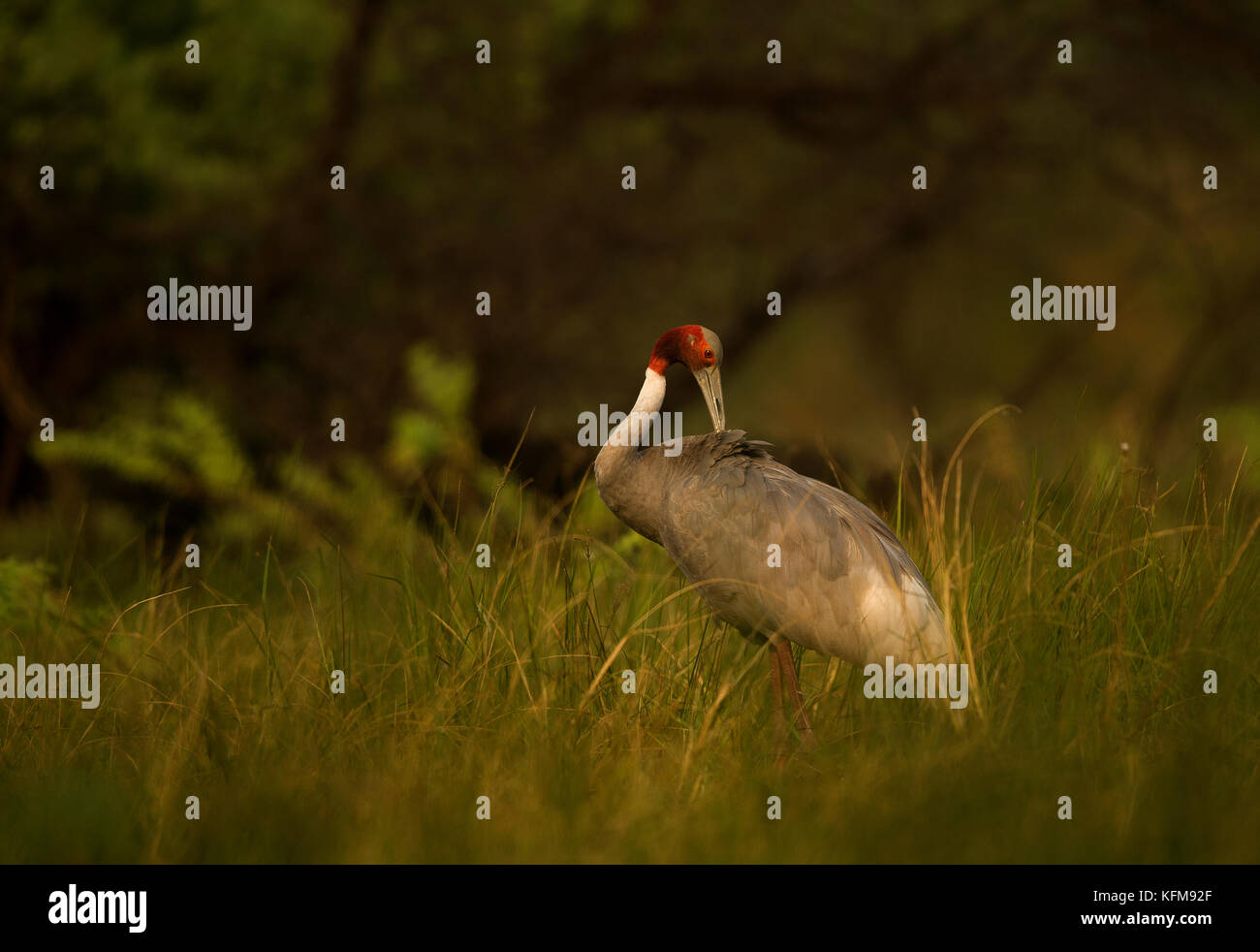 Saras crane hi-res stock photography and images - Alamy