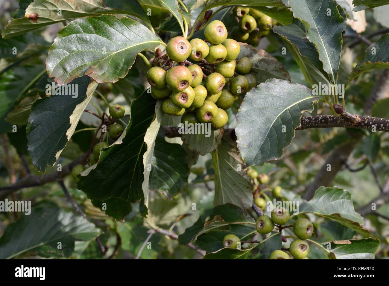 Sorbus megalocarpa large fruited Rowan Tree Chinese Rowan berries Stock ...