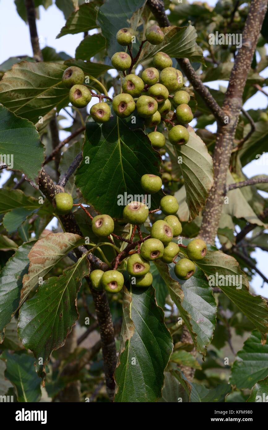 Chinese rowan tree hi-res stock photography and images - Alamy