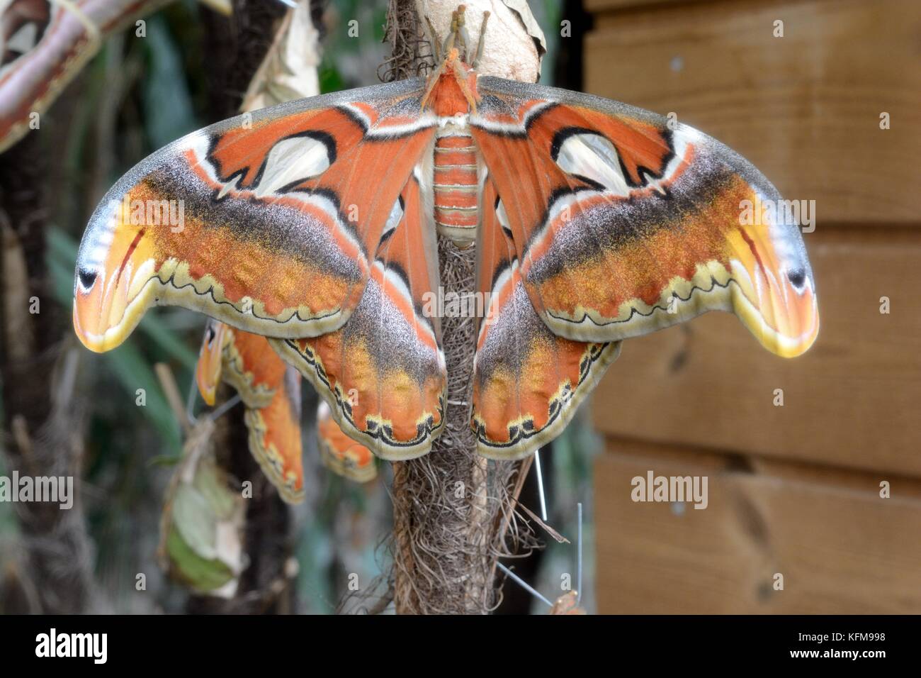 Moth attacus atlas hi-res stock photography and images - Alamy