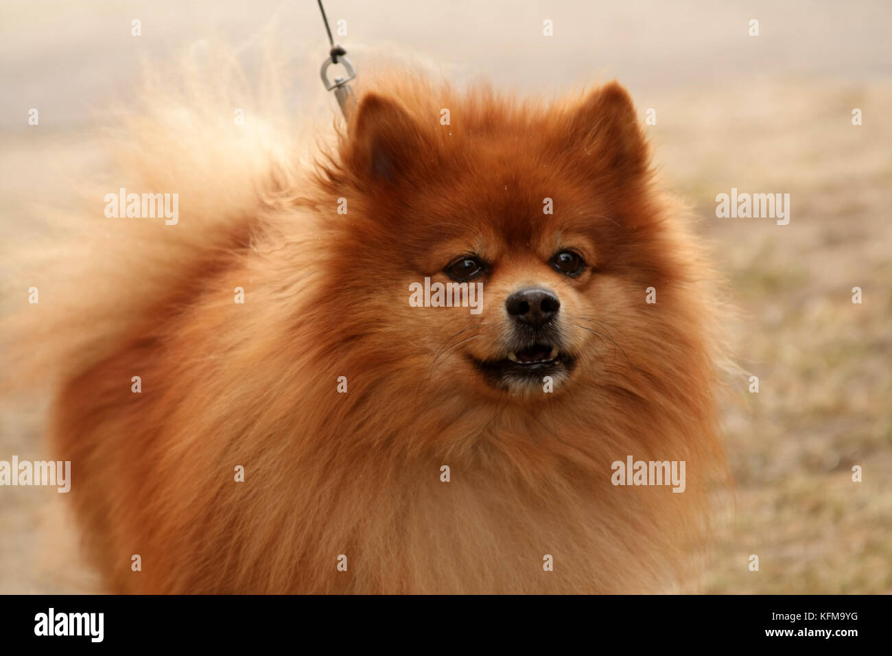 The symbol of the New 2018 - yellow dog. Beautiful bright red dog looks ...