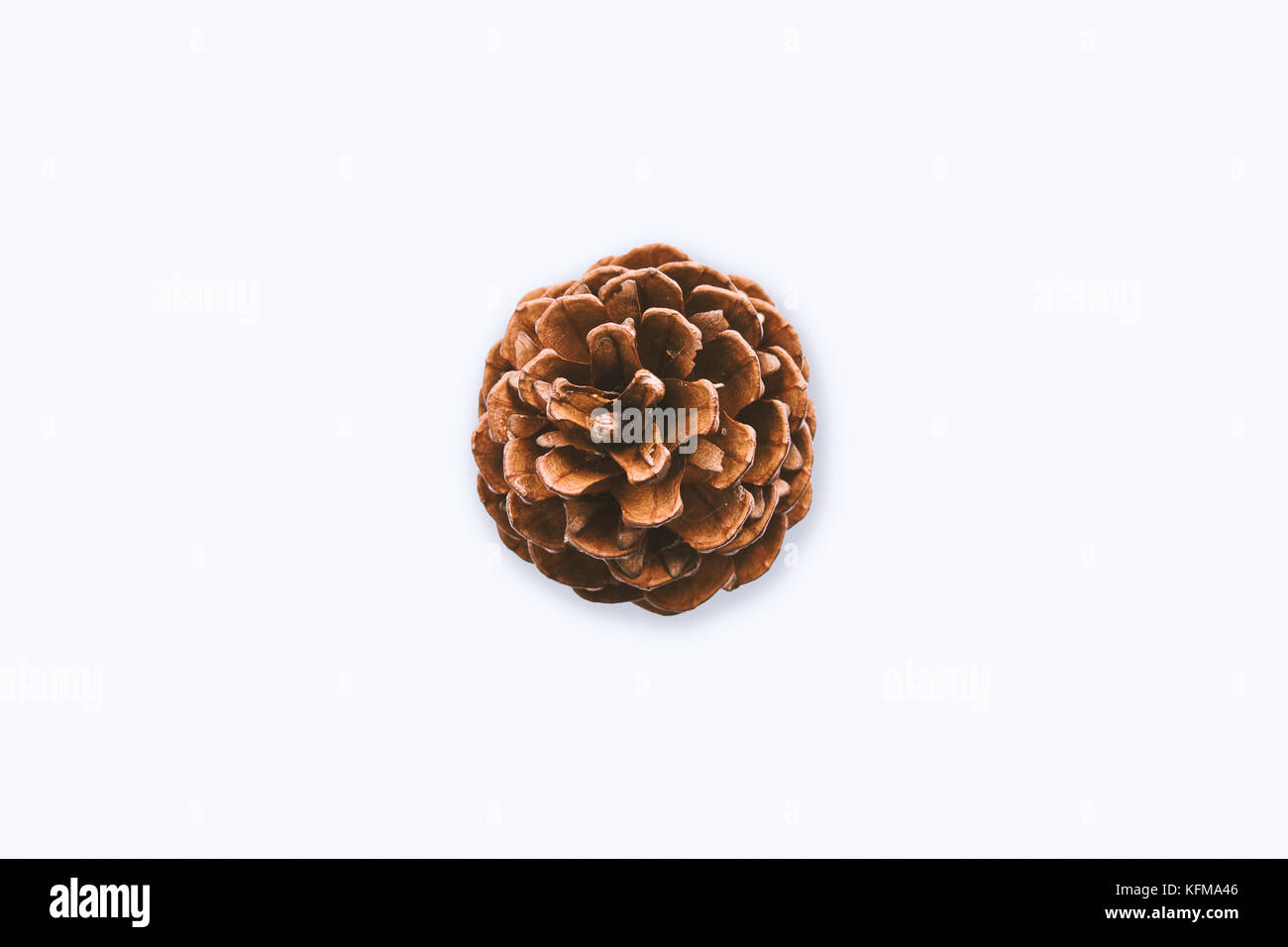 Pine cone from top view, isolated, white background Stock Photo - Alamy