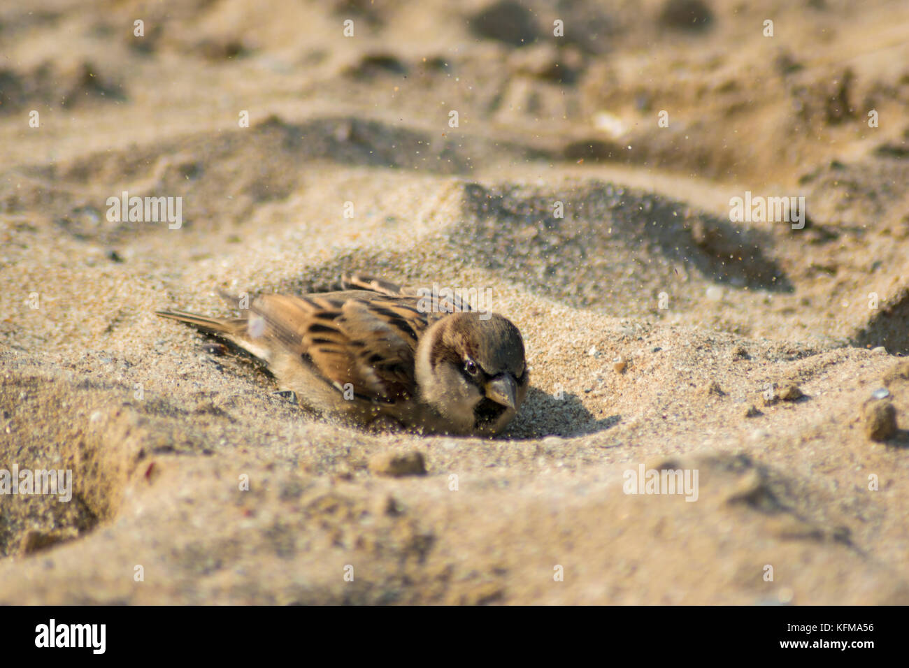 Sparrow Bird on sand Stock Photo - Alamy