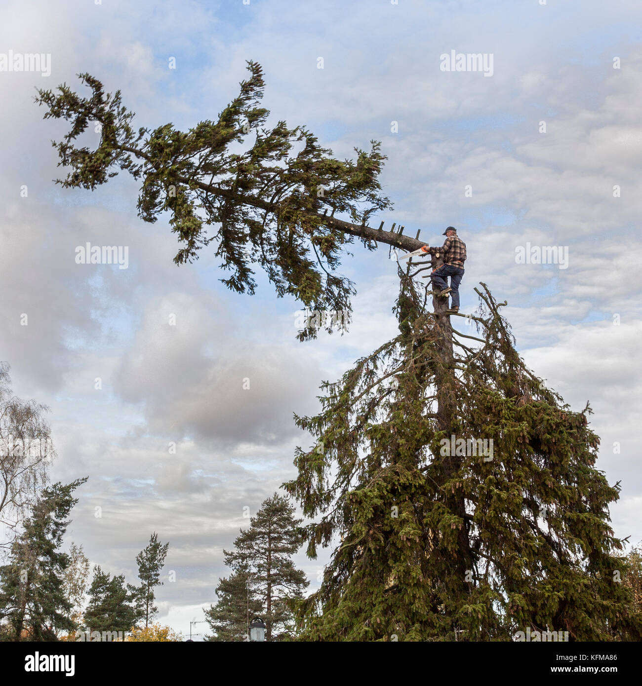 Timber faller hi-res stock photography and images - Alamy