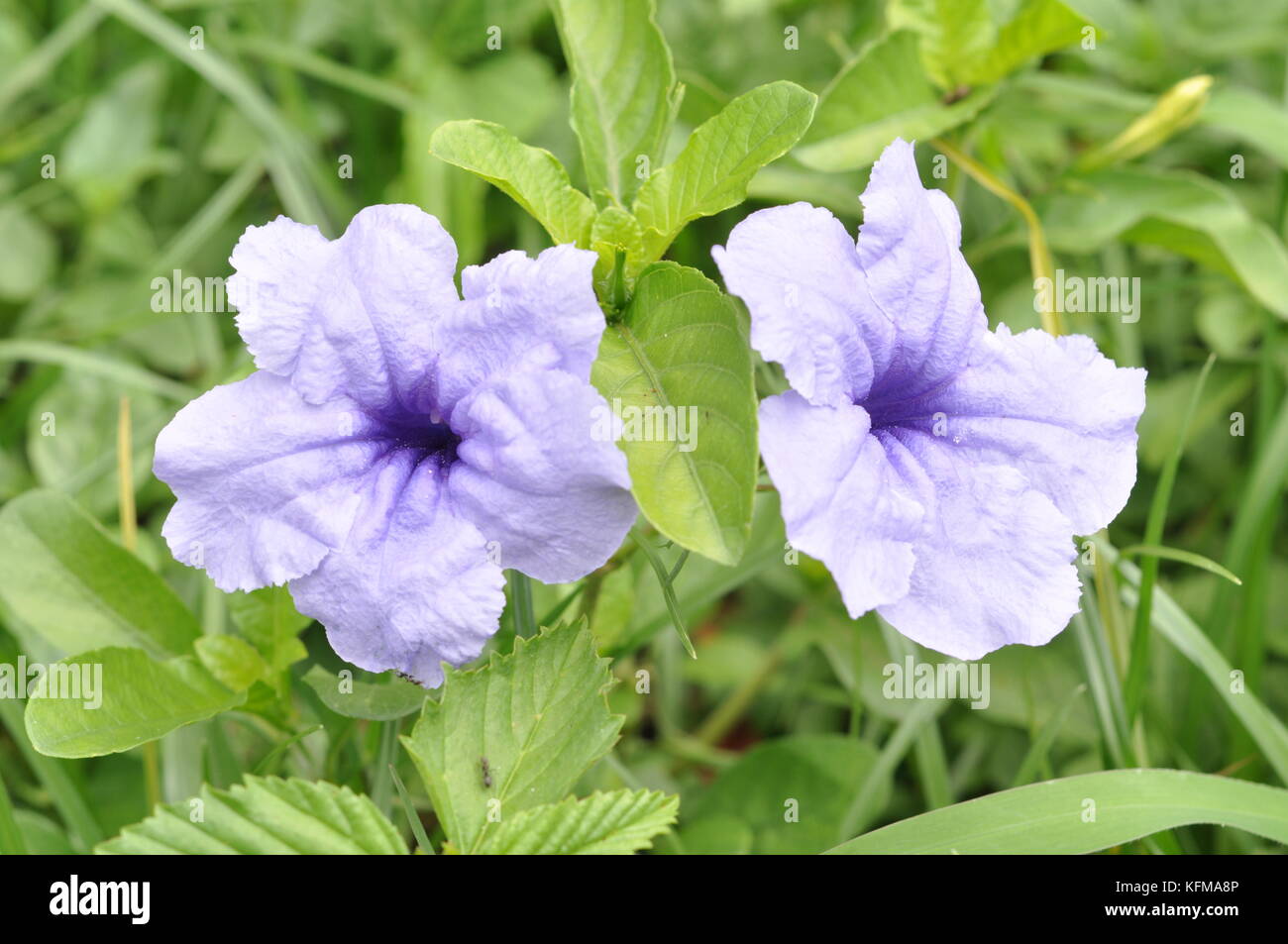 Dipteracanthus bracteatus hi-res stock photography and images - Alamy