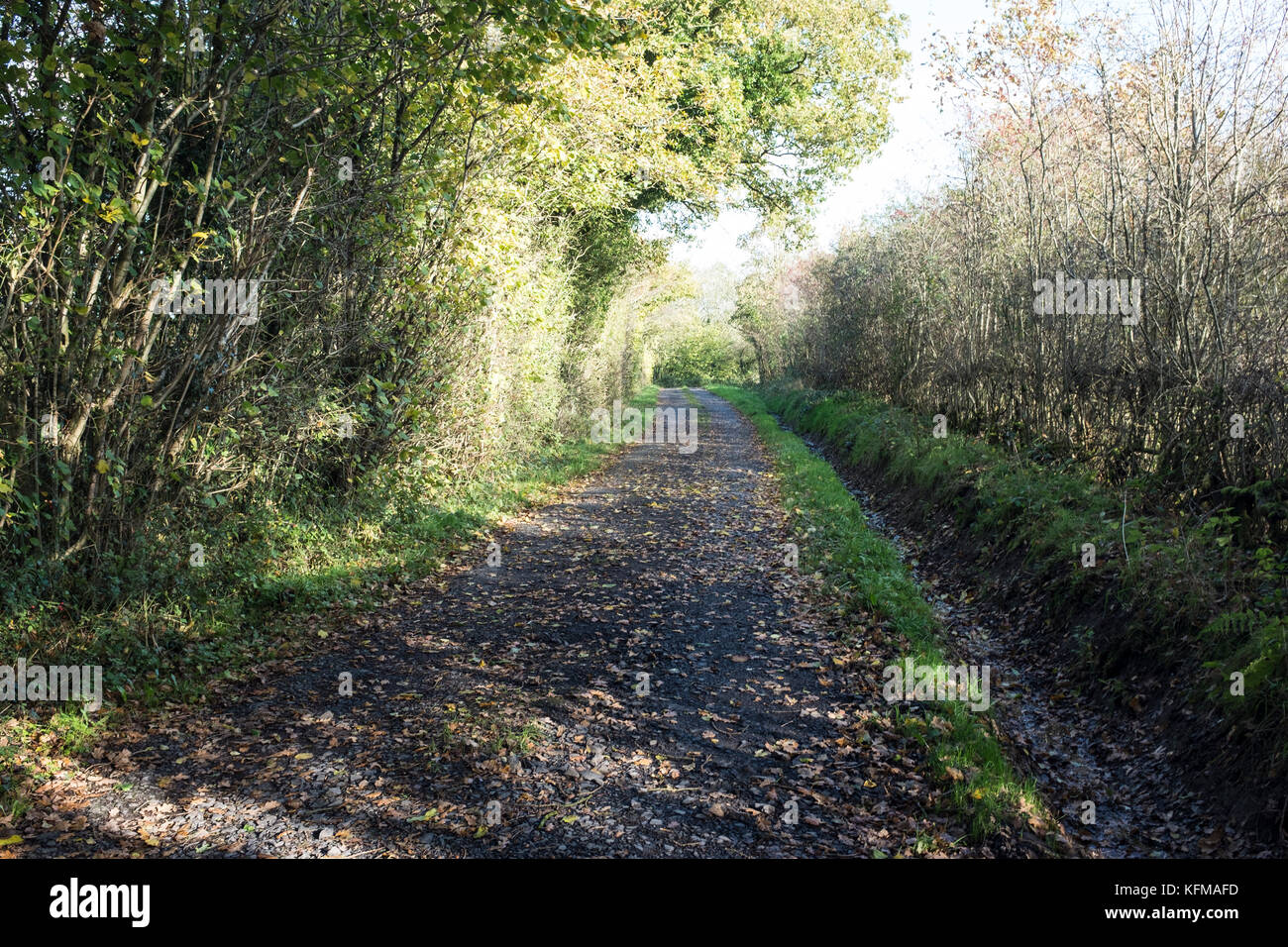 Rural country lane in autumn Stock Photo - Alamy