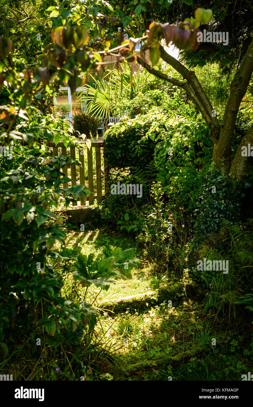 Rural garden path leading to a wooden gate, Backlit by the sun Stock ...