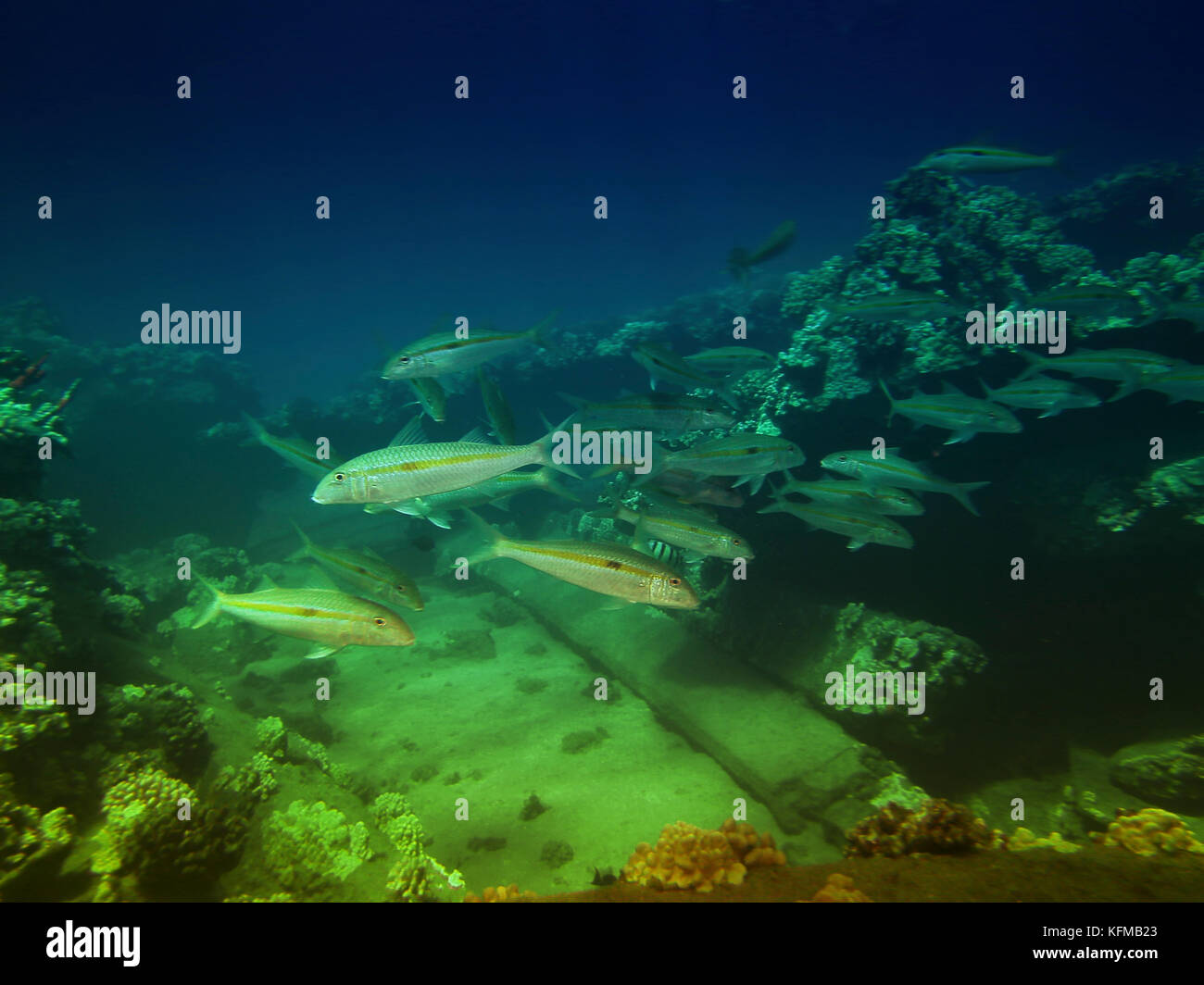 School of colorful fish near coral reef Stock Photo - Alamy