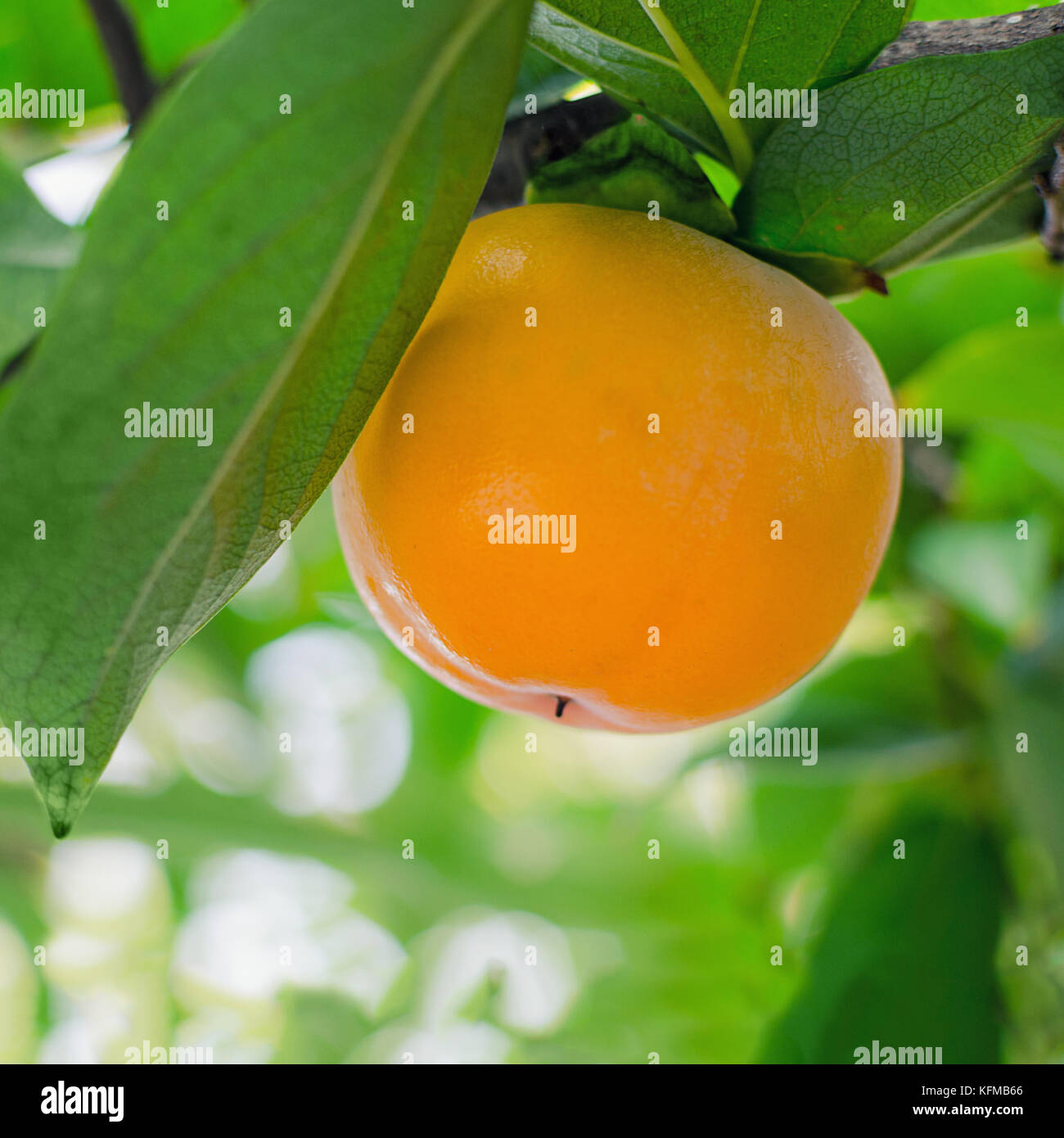Persimmon tree fruit hi-res stock photography and images - Alamy