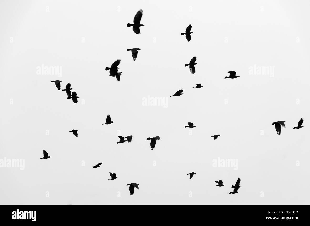Blackbirds Black and White Stock Photos & Images - Alamy