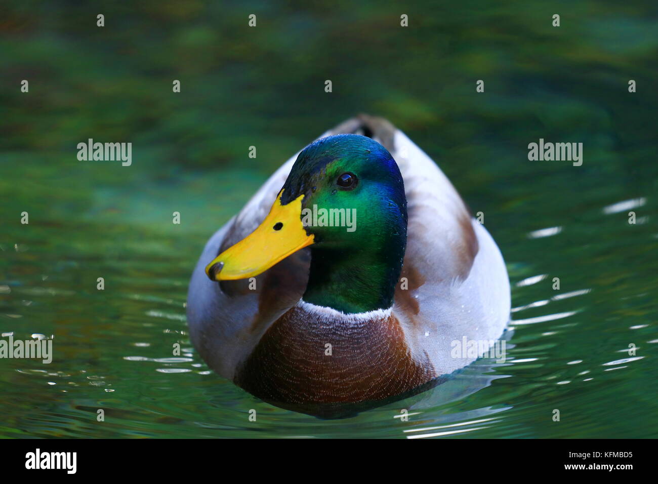 Fluorescent feather hi-res stock photography and images - Alamy