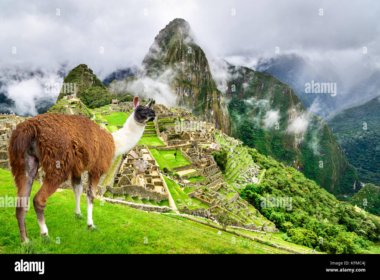 Machu Picchu, Peru - Ruins of Inca Empire city and Llama animal, in ...