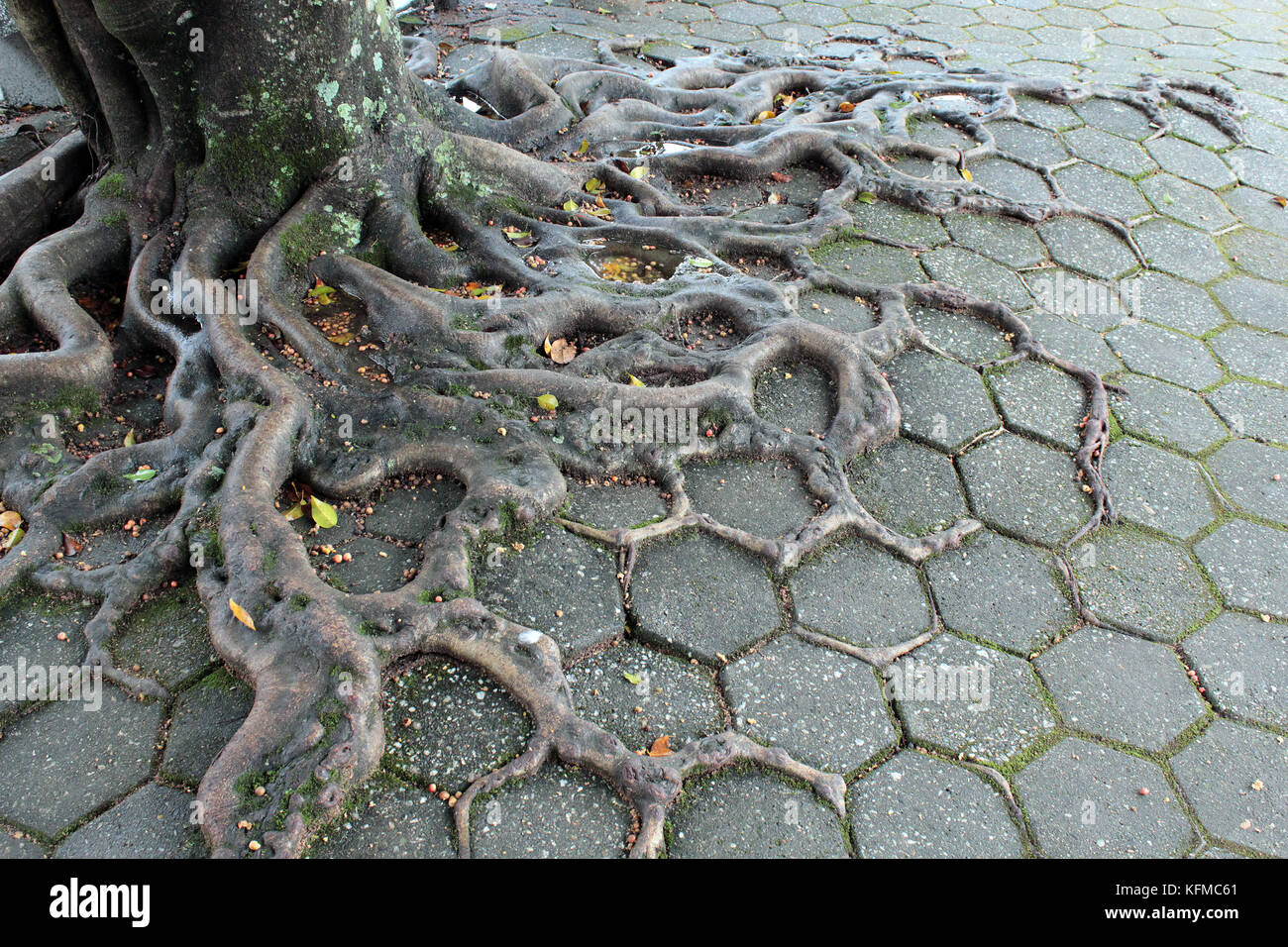 Tree roots pavement hi-res stock photography and images - Alamy
