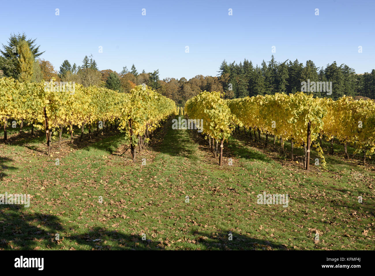 Fall Morning Colors of Vineyards in the Mid Willamette Valley, Marion ...