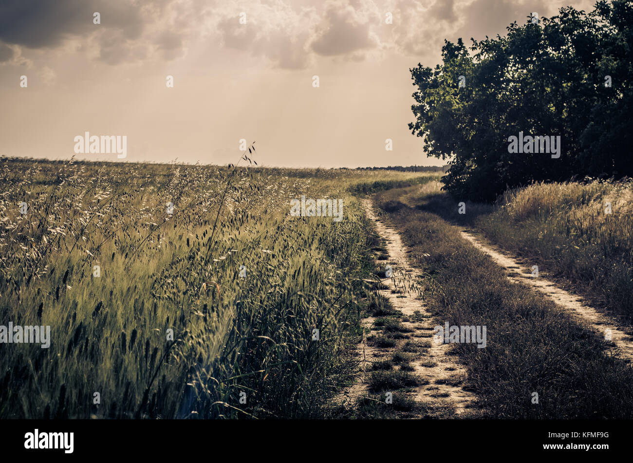 in rural path among fields Stock Photo - Alamy