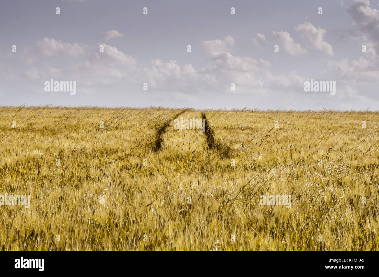 tractor tracks through field in the country Stock Photo - Alamy