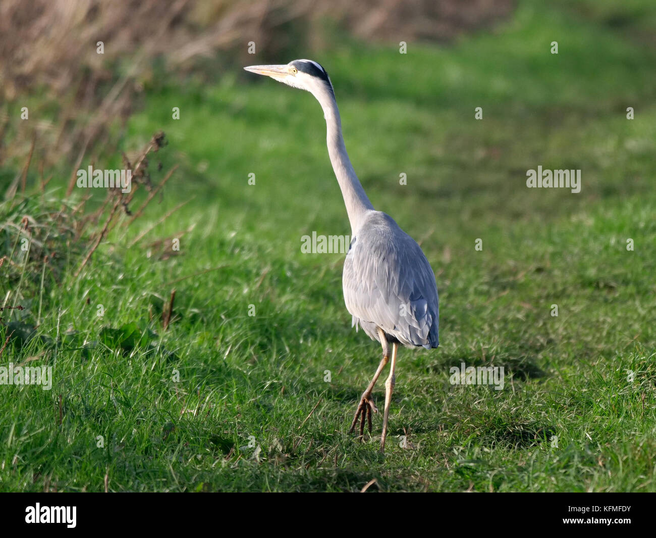 Grey Heron.Evening at Lunt Meadows. Sefton Stock Photo - Alamy