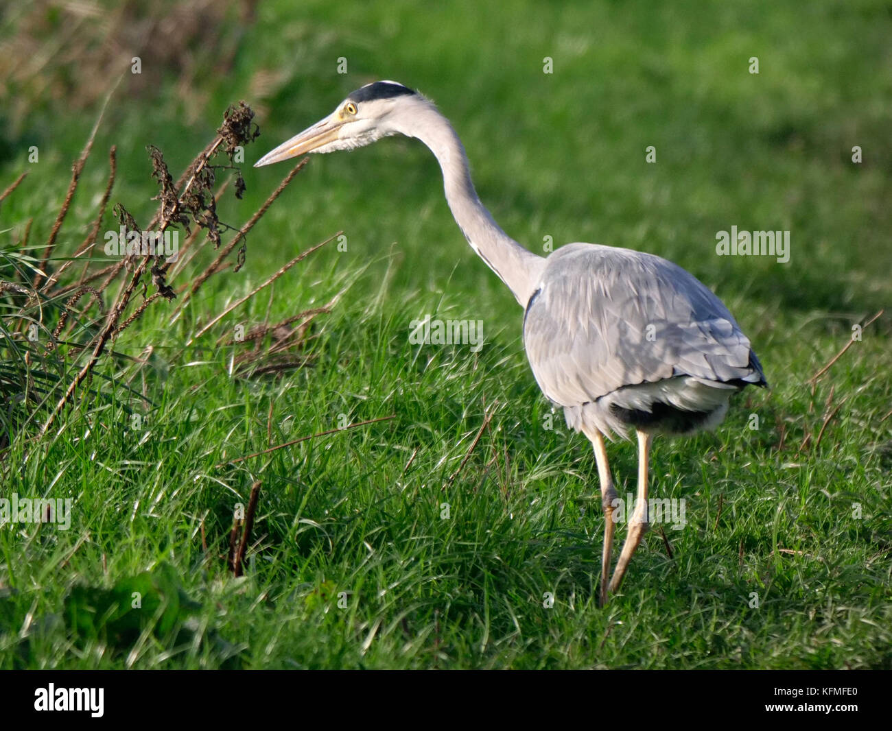 Lunt meadows sefton hi-res stock photography and images - Alamy