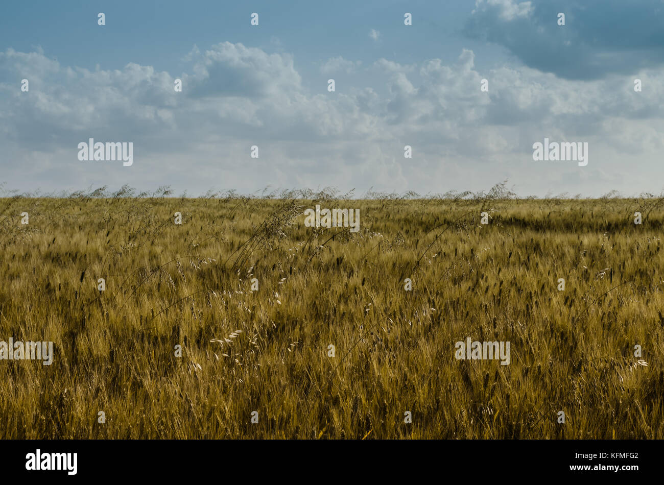 rye field in the country Stock Photo - Alamy